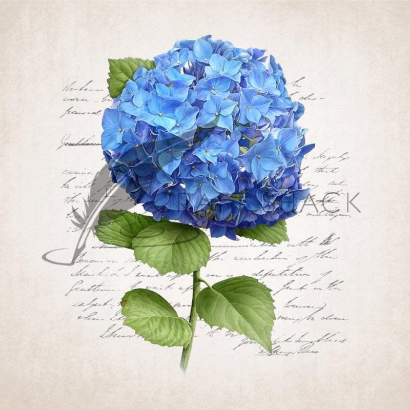 Hydrangeas Posters Prints – Set of 2 – 30cm x 30cm – Craft Shack