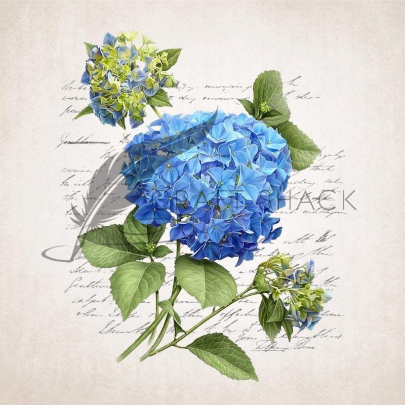 Hydrangeas Posters Prints - Set of 2 - 30cm x 30cm - Craft Shack