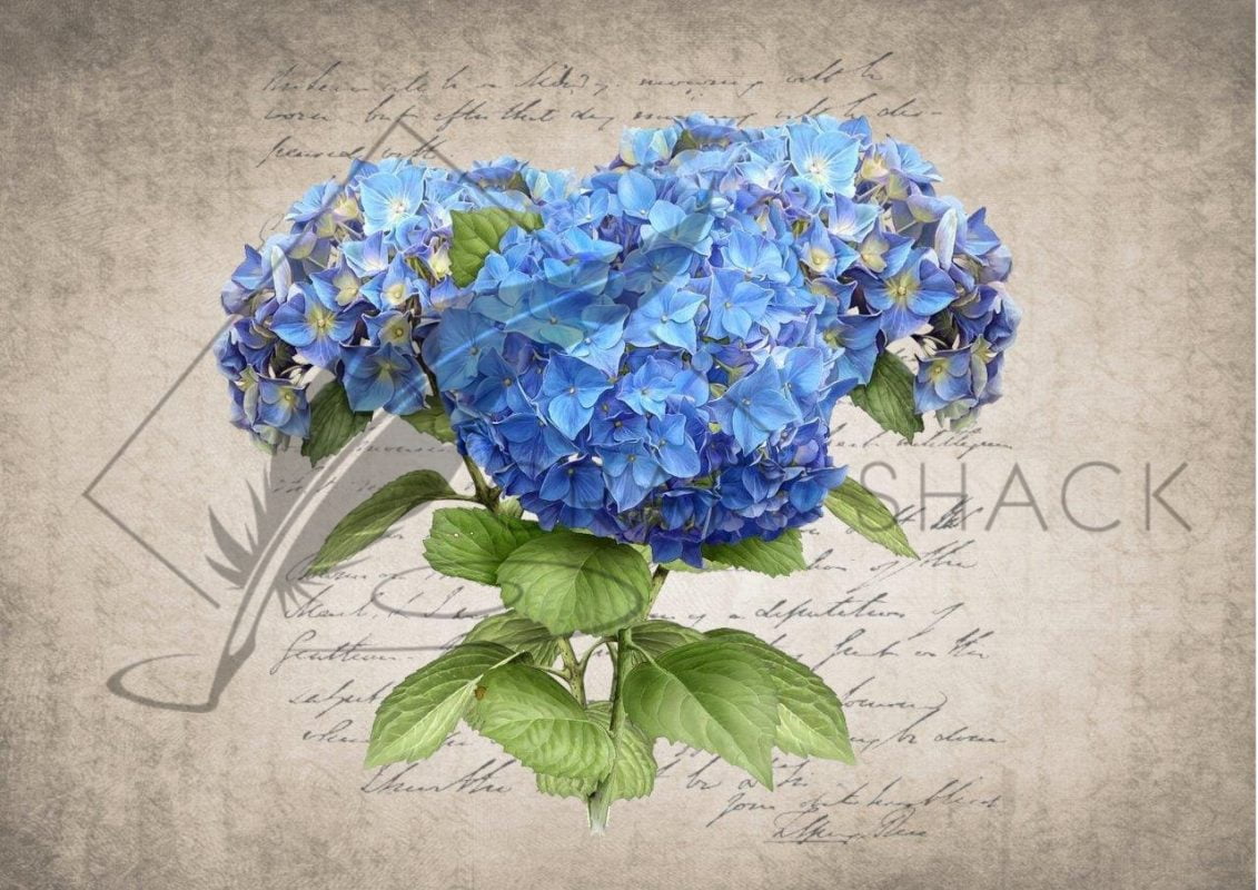 Hydrangeas Posters Prints A3 - Craft Shack